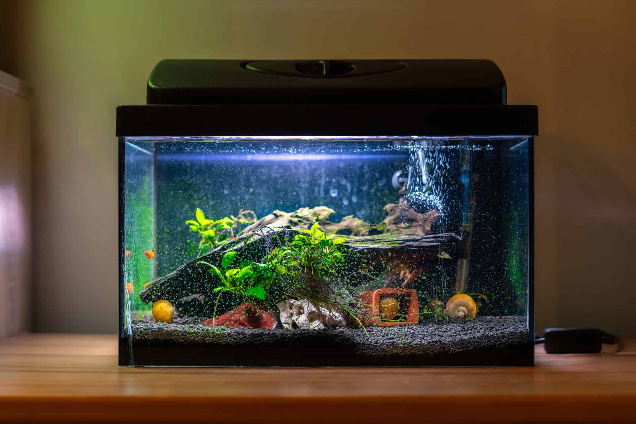 Common Mistakes Rookie Pet Fish Owners Make