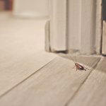 14 Common Tiny Brown Bugs in the House and How to Get Rid of Them