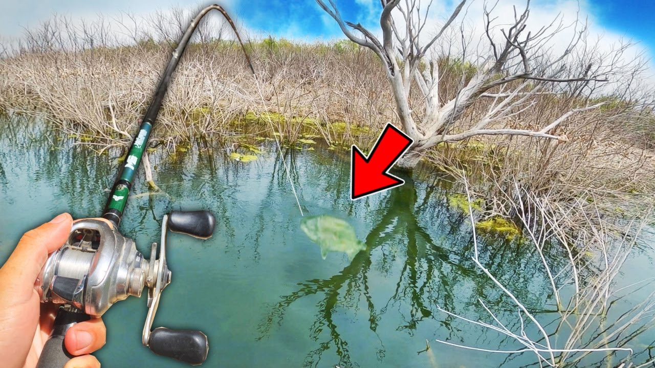 Biggest catch of my life at 13 pounds while bass fishing