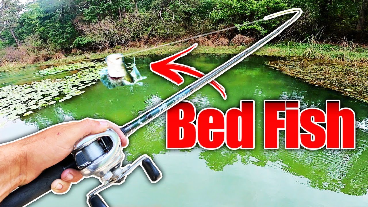 Unexpected pond monster hooked at point-blank range