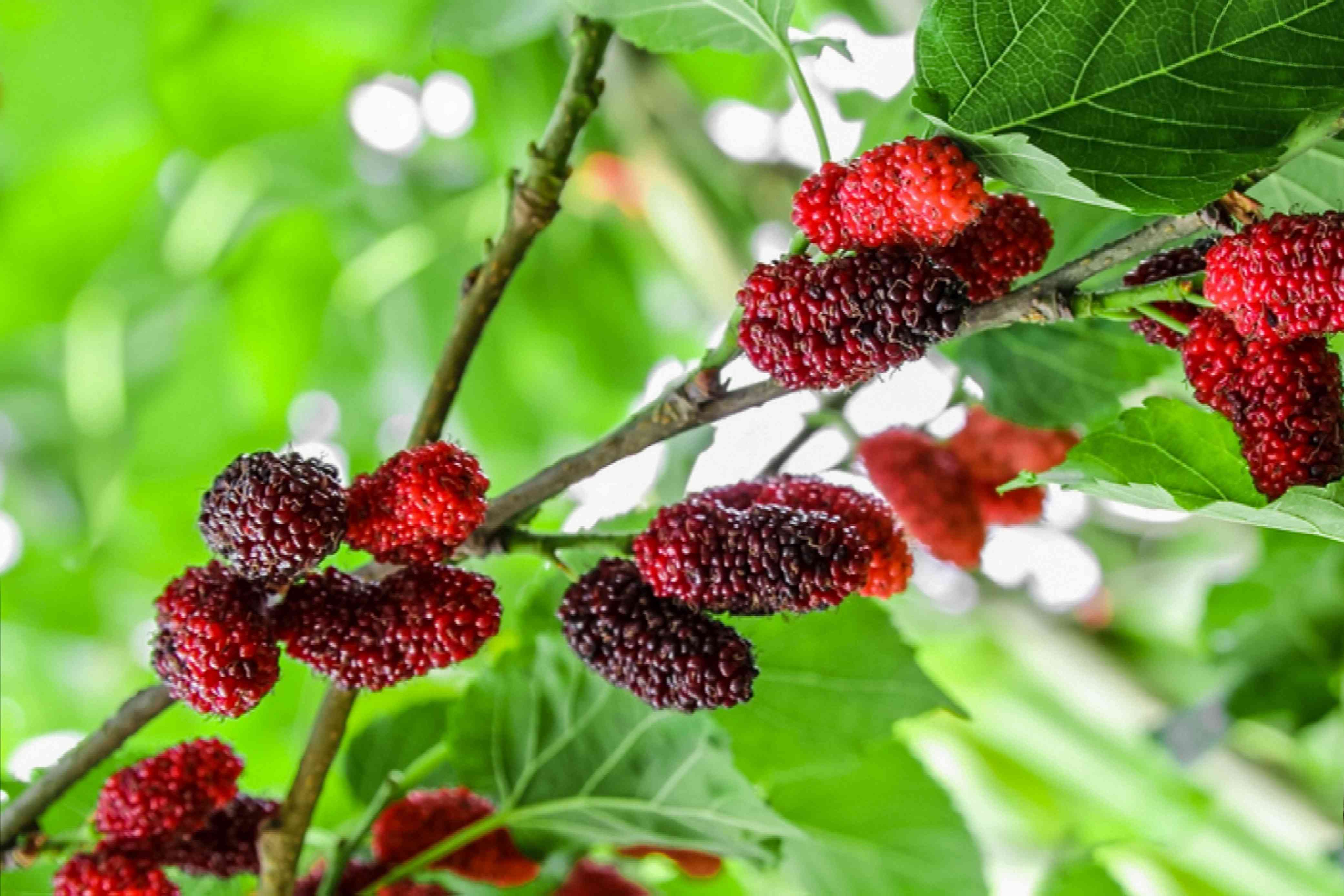 How to grow and care for mulberry tree