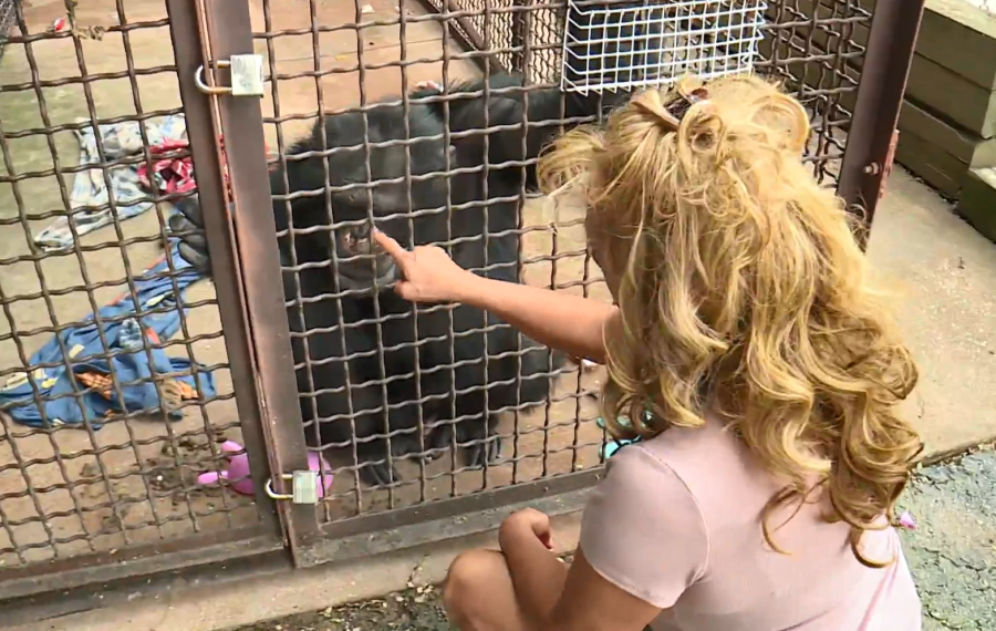 Chimp Crazy’s Tonia Haddix requests leniency in federal perjury case