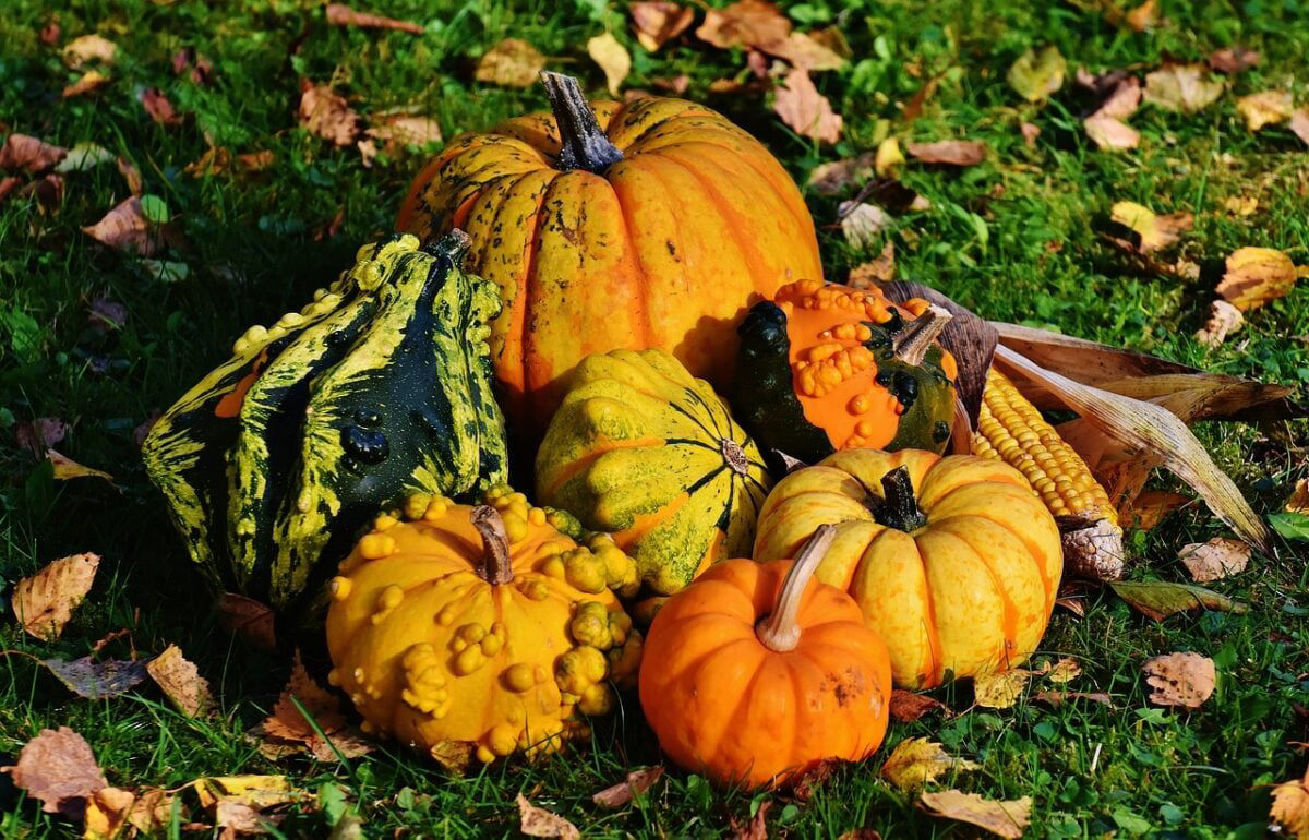 Esplora l’Orto delle Zucche a Matassino: una festa autunnale nel cuore ... Esplora l’Orto delle Zucche a Matassino: una festa autunnale nel cuore ...