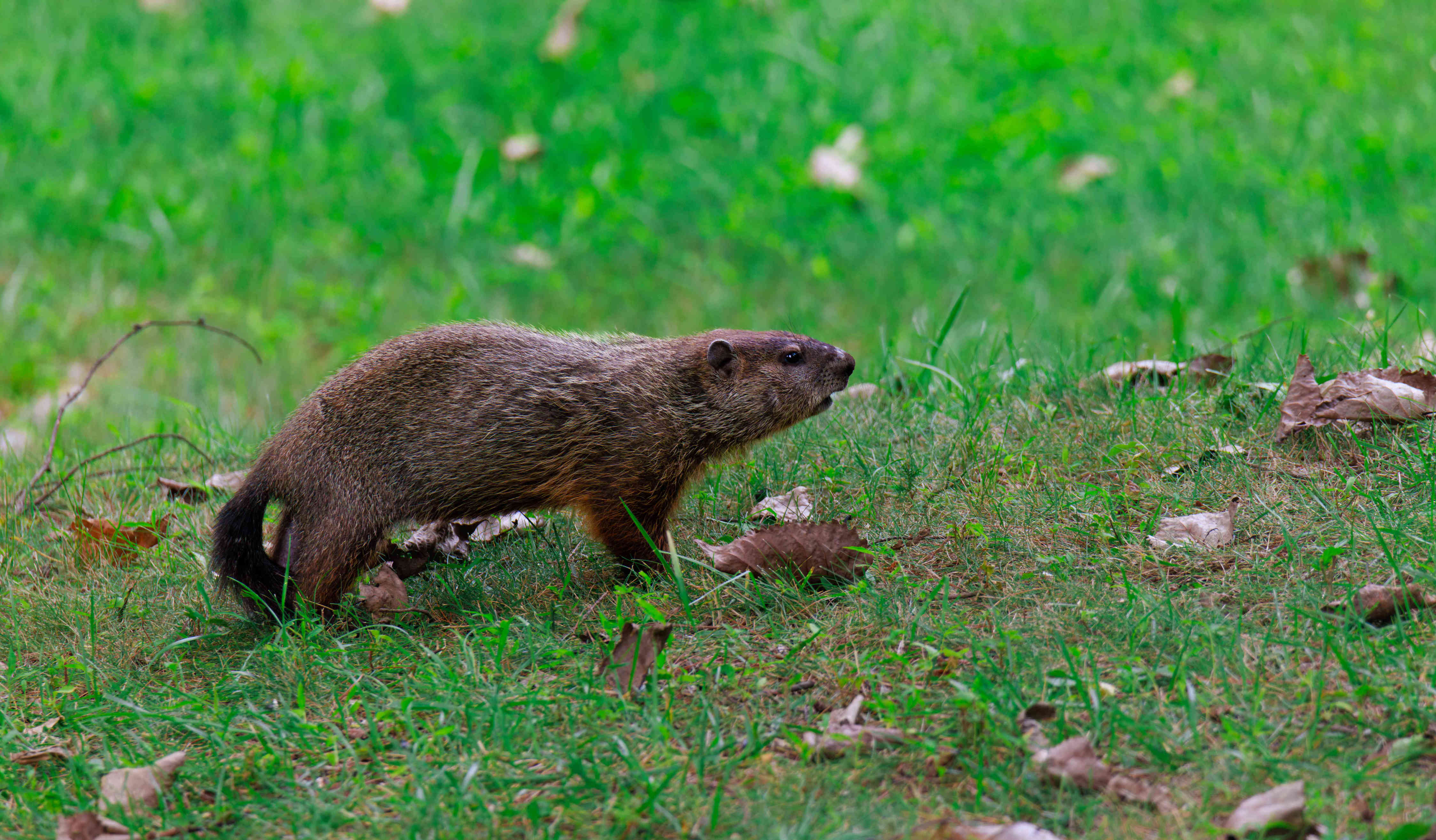 Will Rat Poison Kill Groundhogs