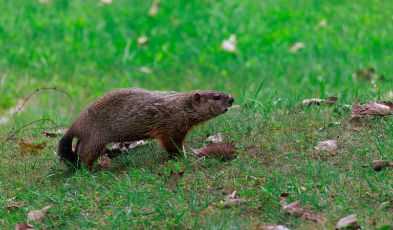 How To Get Rid Of Groundhogs, According To Experts