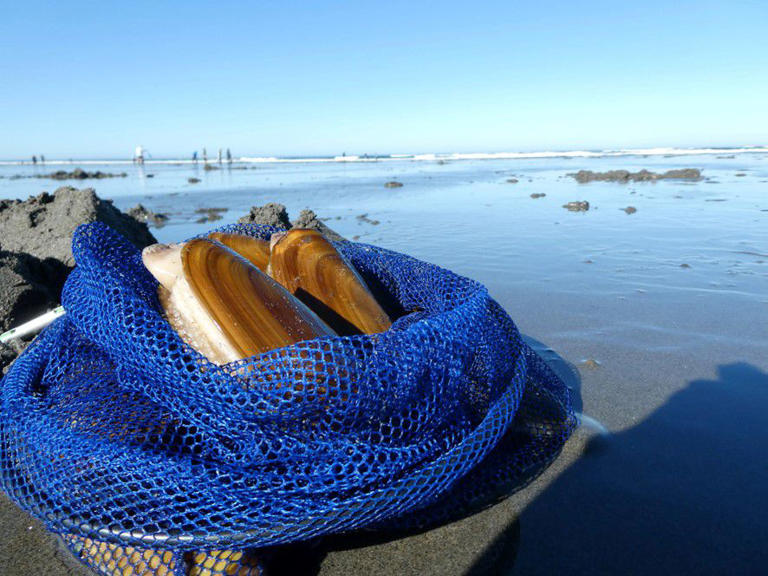Razor clam season is near: When and where you’ll be able to dig