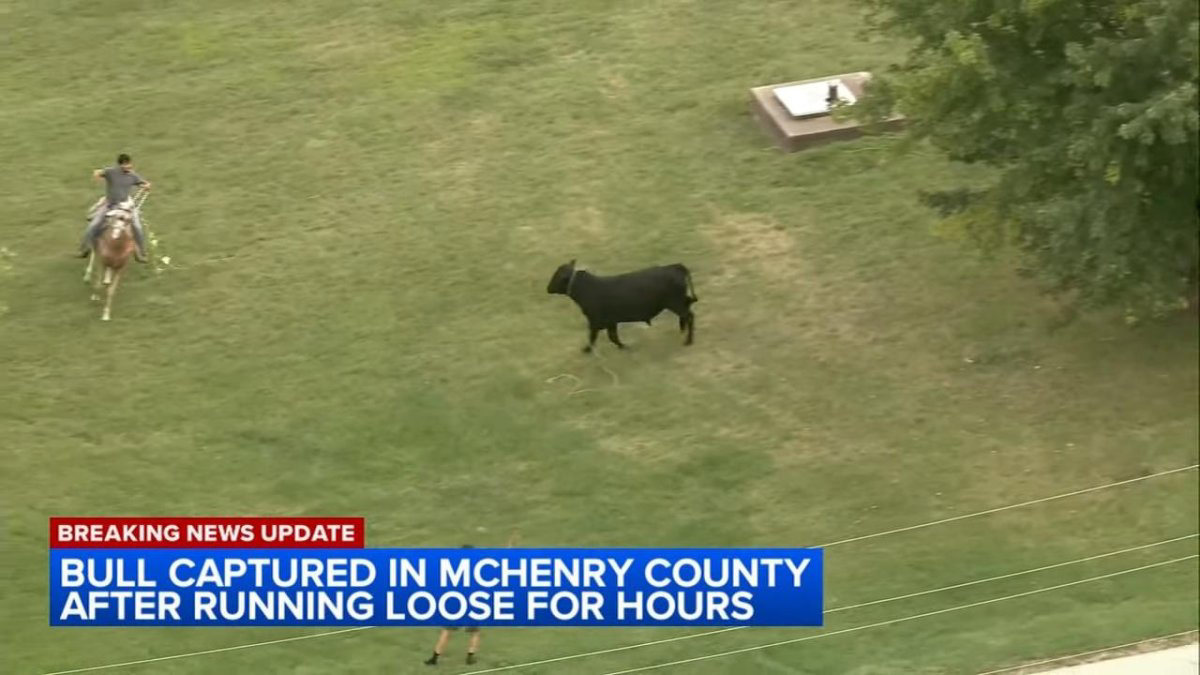 Watch: Loose bull sparks impromptu rodeo in Illinois neighborhood Watch: Loose bull sparks impromptu rodeo in Illinois neighborhood