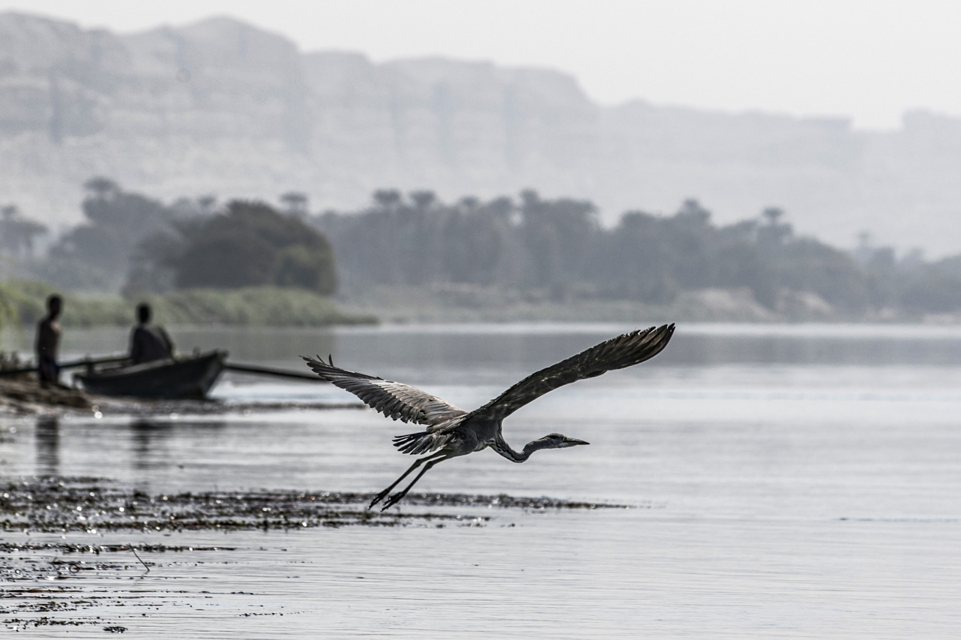 Natural spies: Animals used in espionage