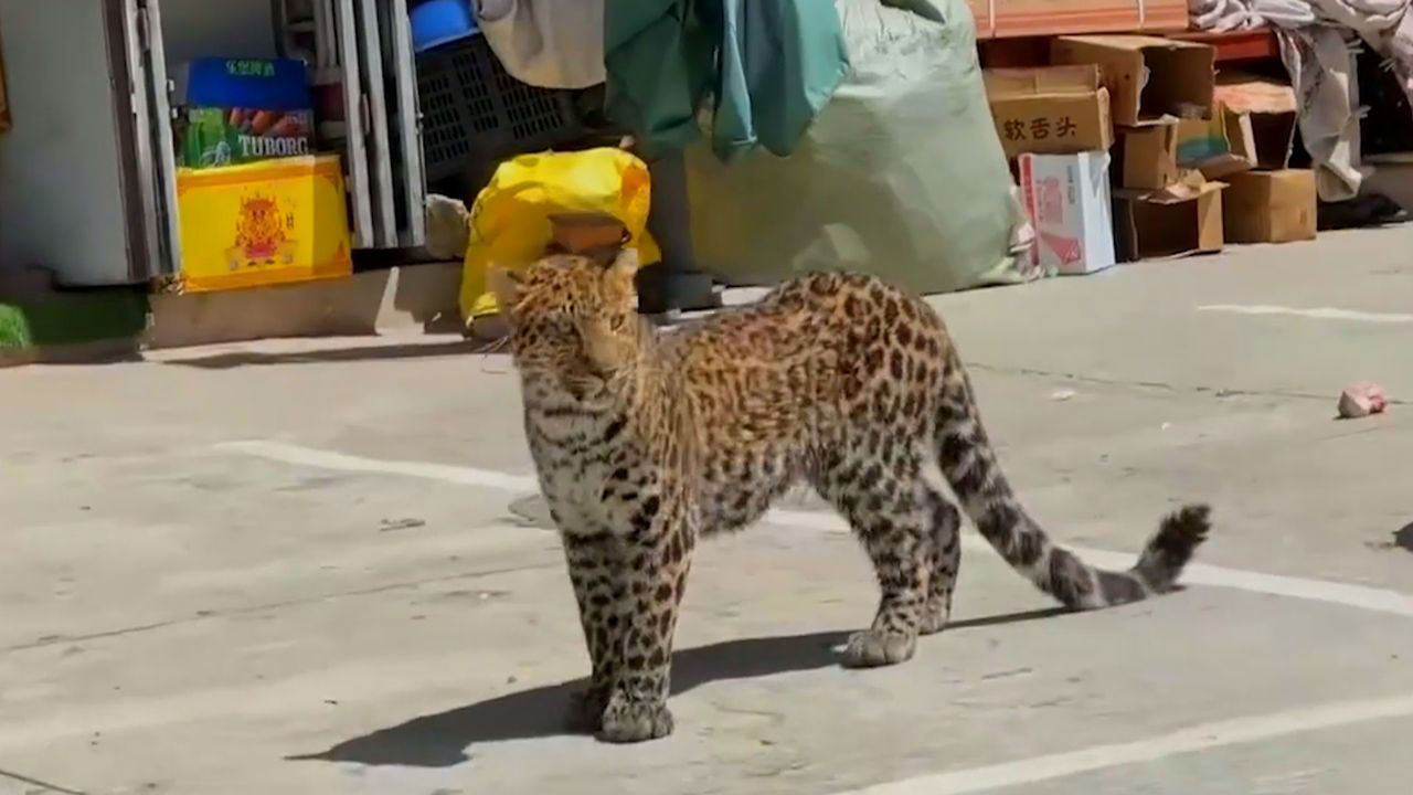 Leopard roams the streets – crowd follows the big cat Leopard roams the streets – crowd follows the big cat