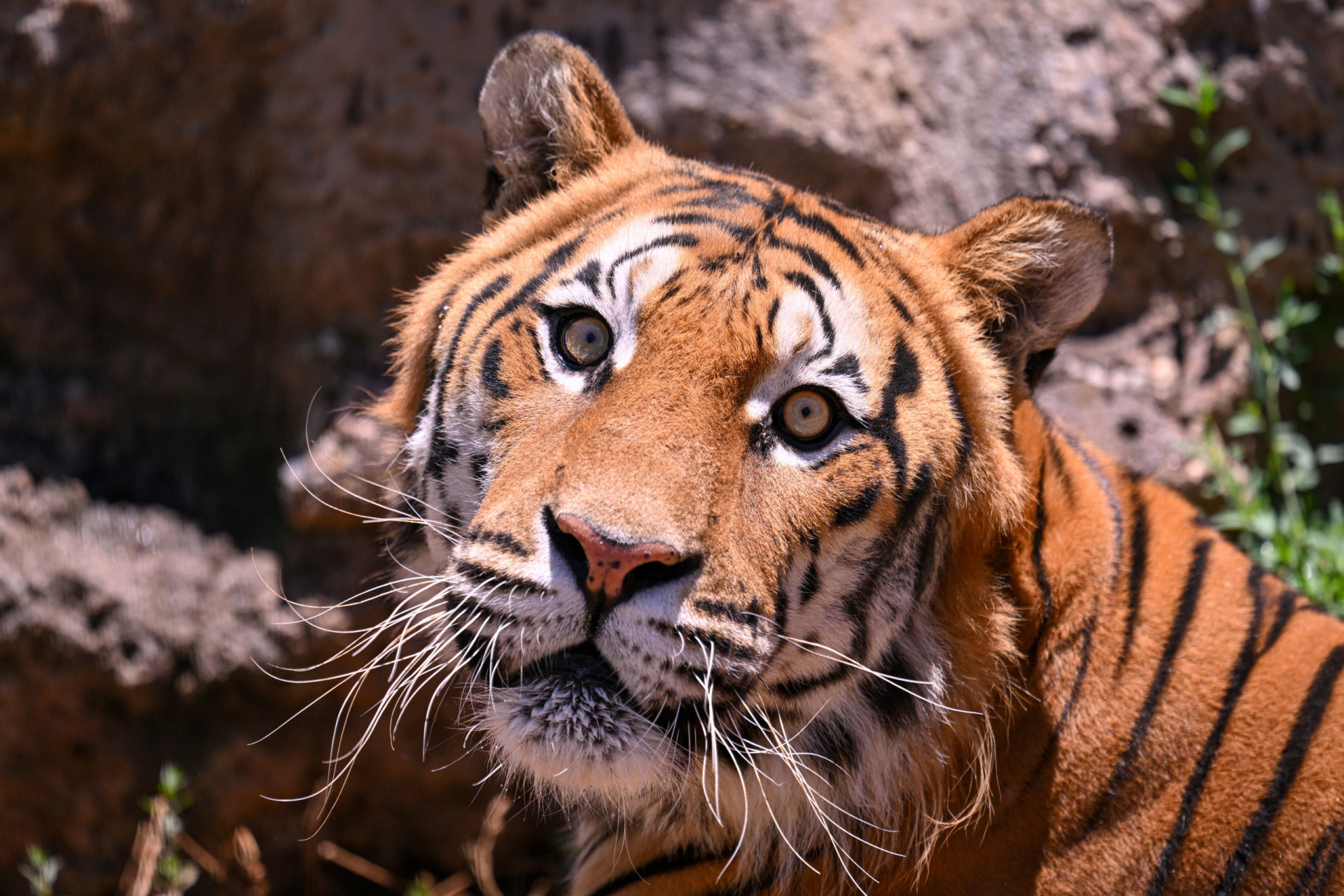 Natural spies: Animals used in espionage