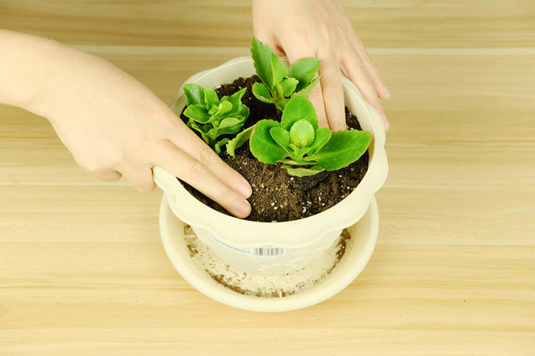 Schietincident Rotterdam eist leven van jonge vrouw, dader op de vlucht