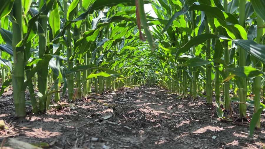 Corn sweat drives up dew points across Midwest states