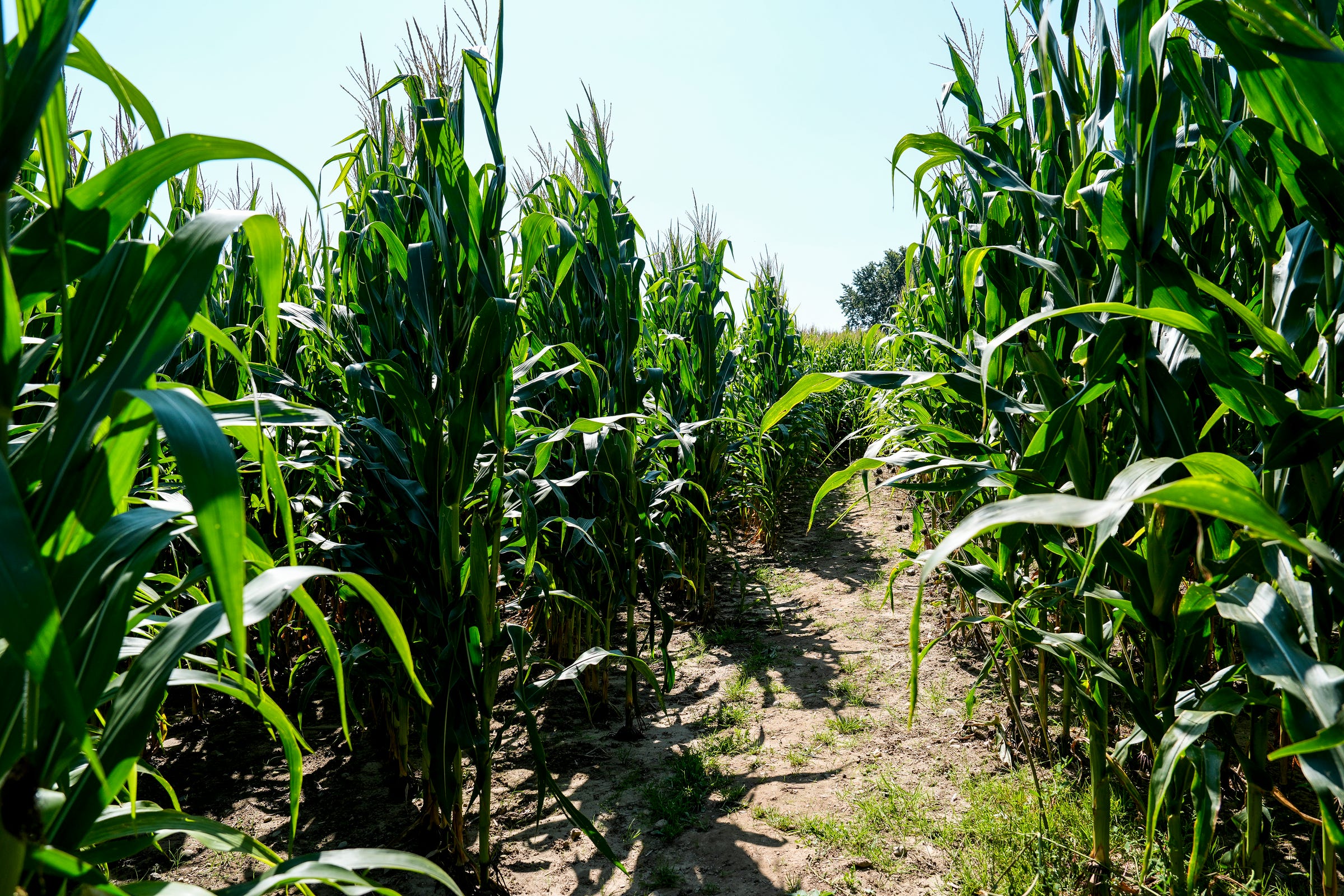 Corn mazes in Wooster and Ashland set to challenge navigational skills ...