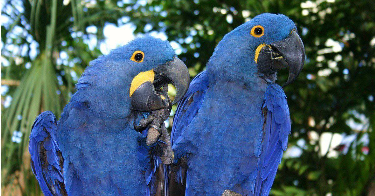 The 10 Most Expensive Birds in the Entire World