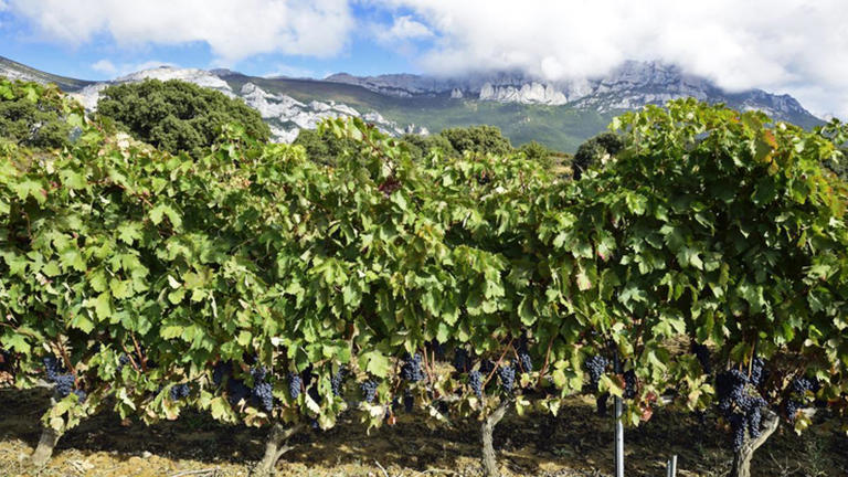 Centenario de DOC Rioja