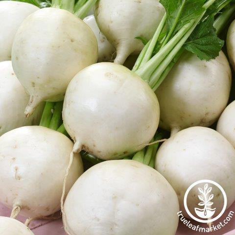 How to grow turnips – sow and grow the crop throughout the year for an ...
