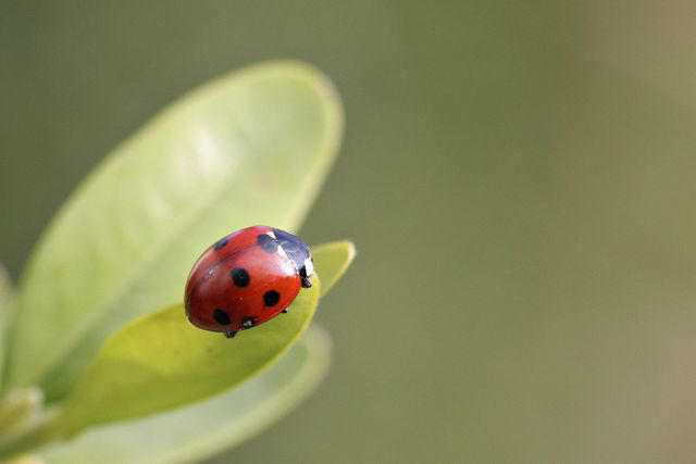 How To Keep Lady Bugs Out Of Your House