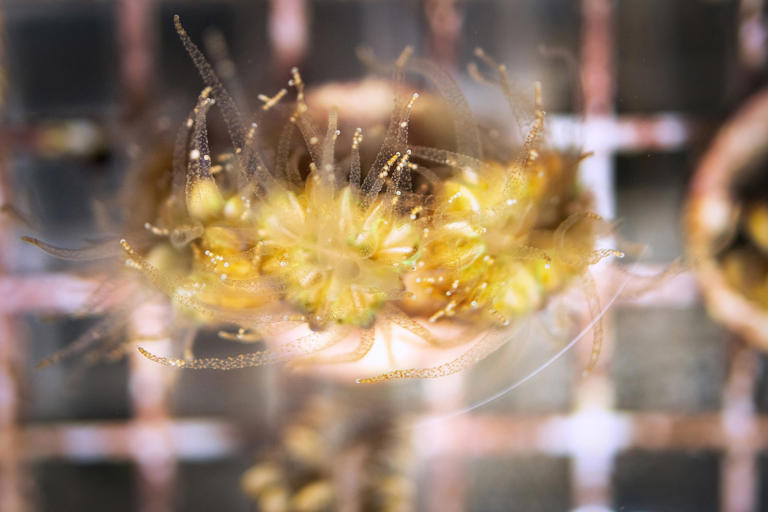 Sarasota's Mote Lab fosters second-generation spawning of corals in ...