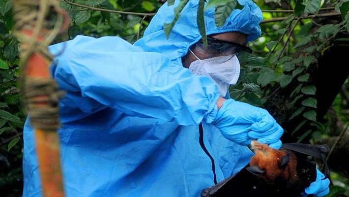 Why is Nipah virus recurring in Kerala? Why is Nipah virus recurring in Kerala?