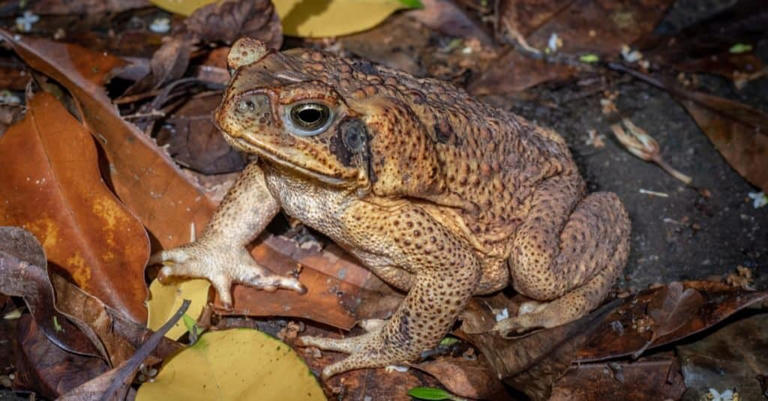 Toxic Hoppers: 7 Frogs and Toads to Watch Out for in Florida