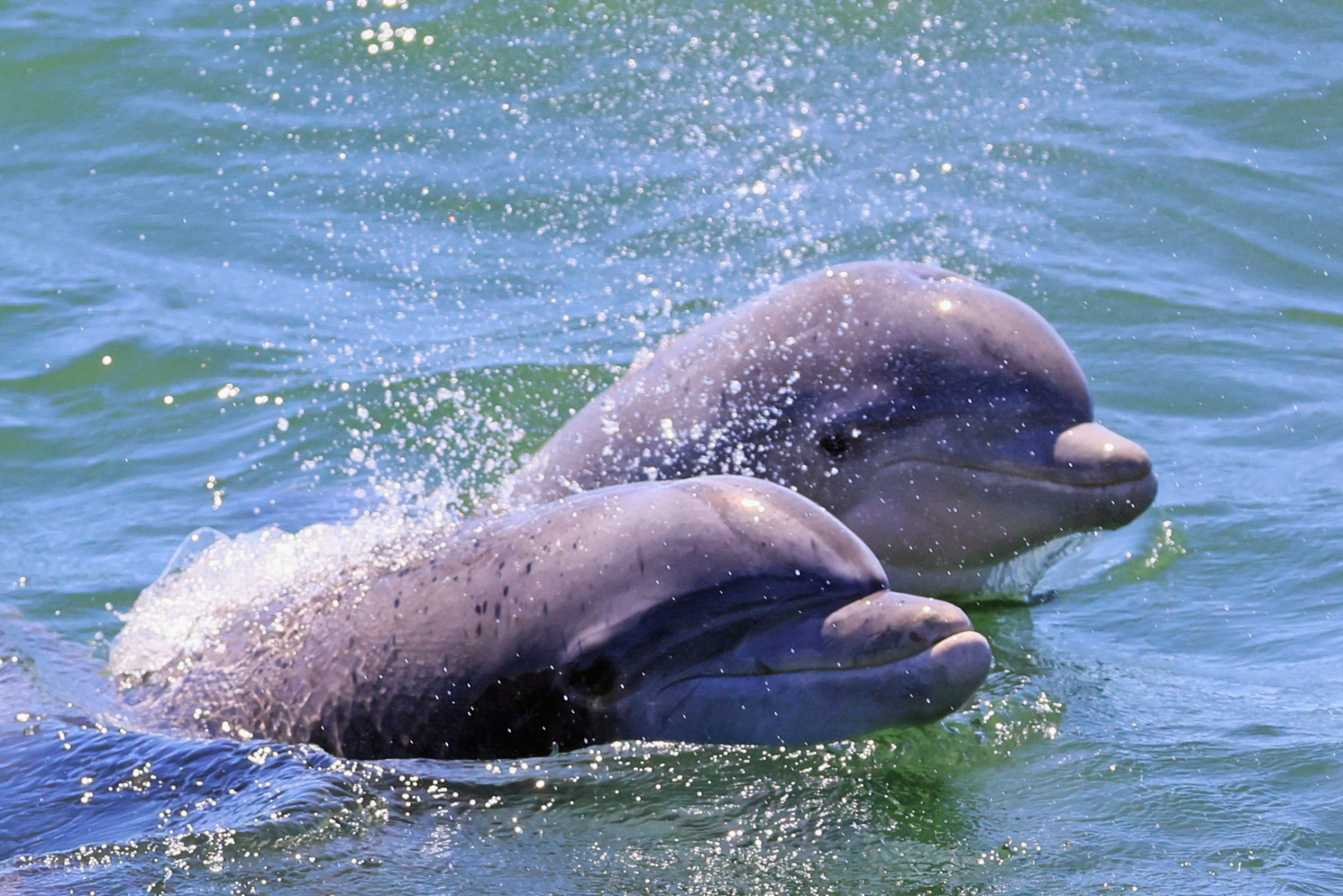 Les dauphins n'ont pas fini de vous surprendre