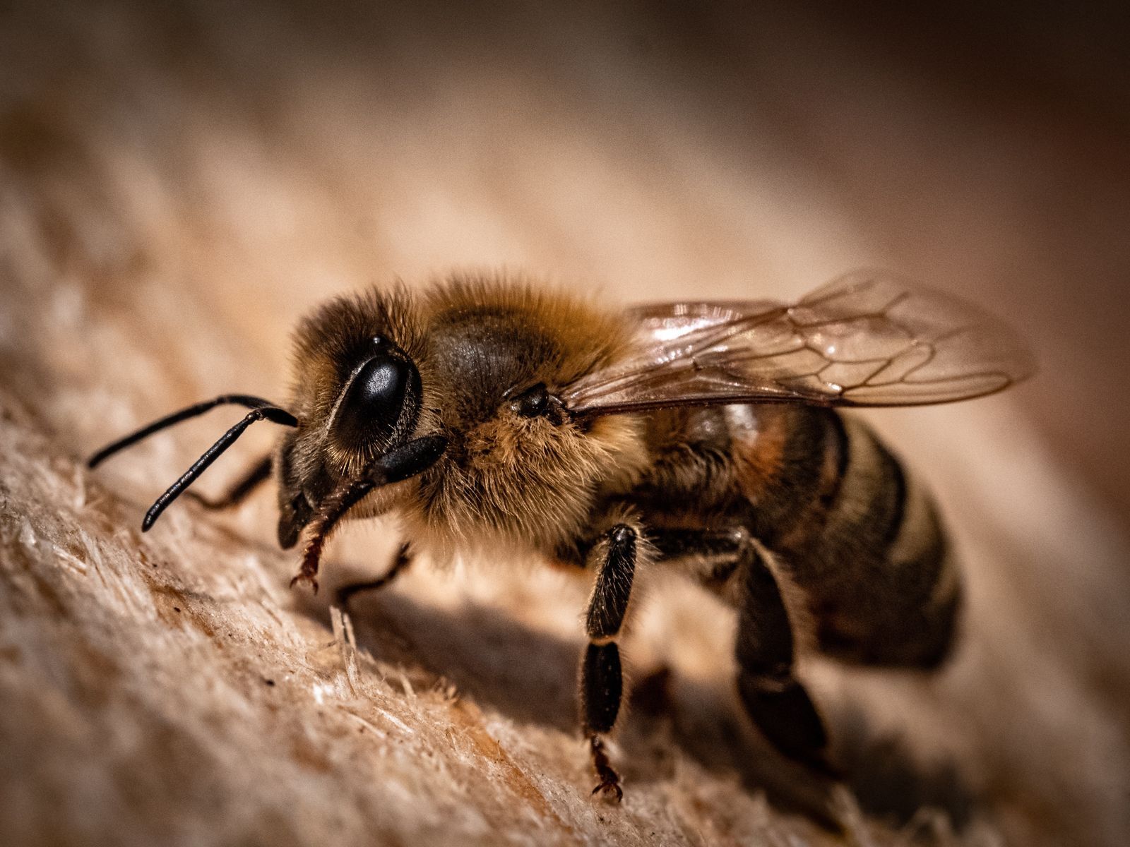 Everything you need to know about bees