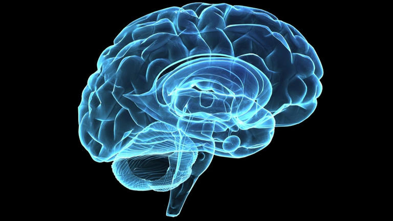 Modified Stem Cells Show Promise In Restoring Brain Activity After ...