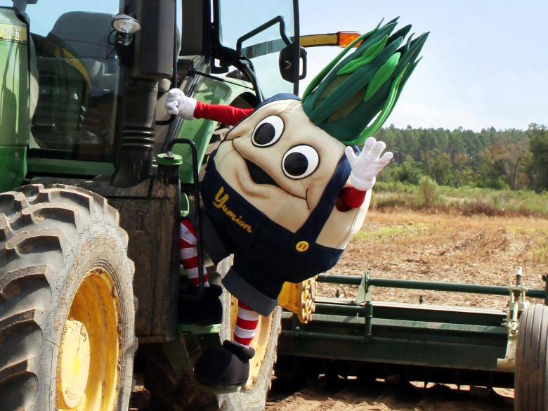 Vidalia onion season 2025: When does Georgia's state vegetable arrive ...