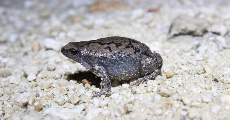 Toxic Hoppers: 7 Frogs and Toads to Watch Out for in Florida