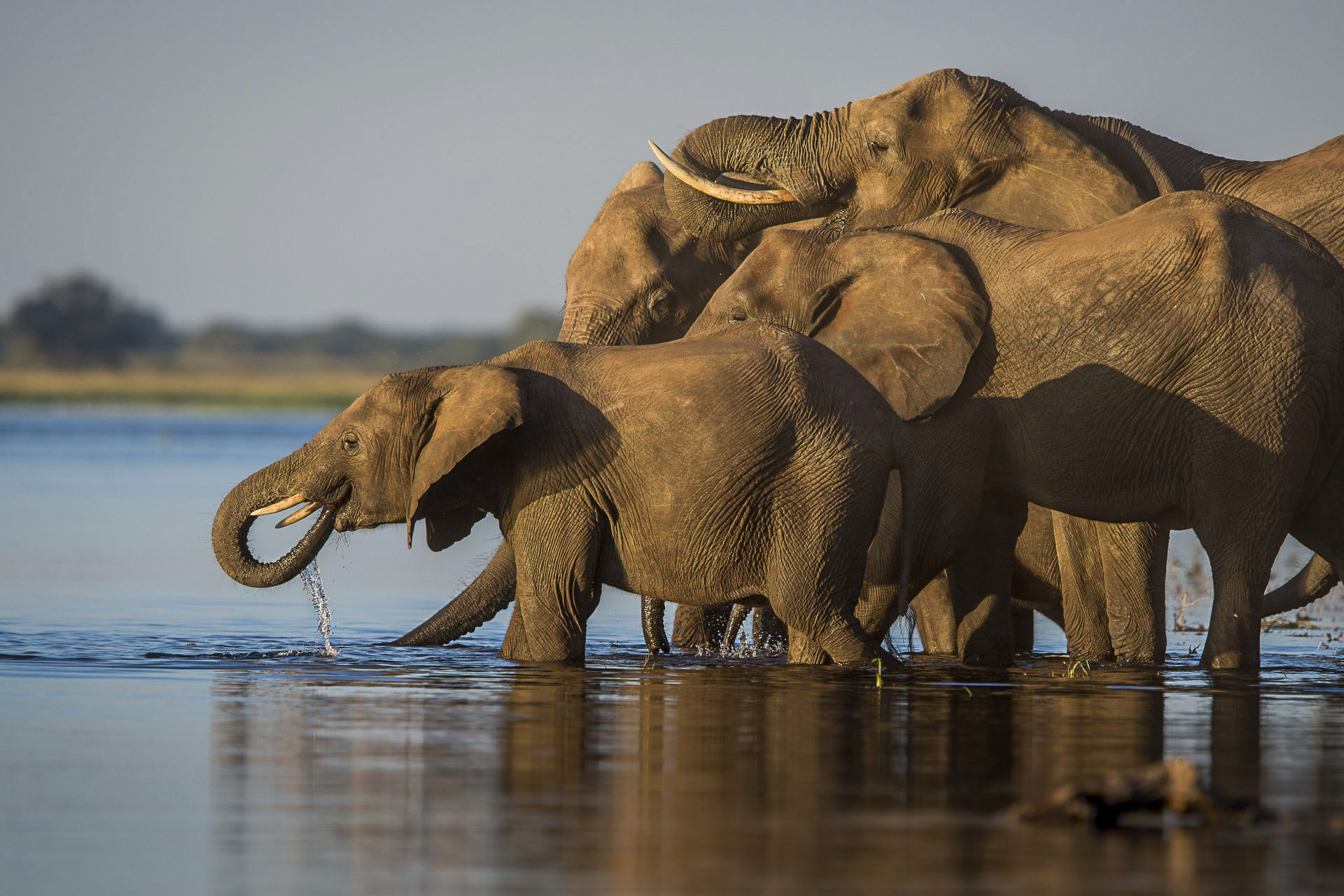 Remember when the cause behind hundreds of mysterious elephant deaths ... Remember when the cause behind hundreds of mysterious elephant deaths ...