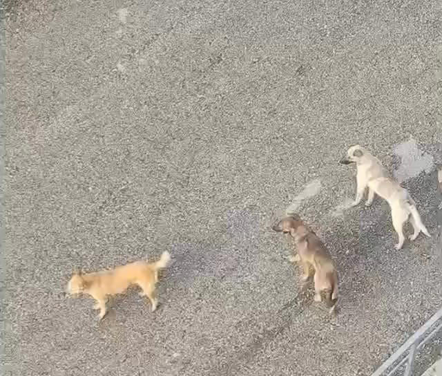 Ankara Mamak’ta vatandaşlar sahipsiz köpeklerin çokluğundan tedirgin Ankara Mamak’ta vatandaşlar sahipsiz köpeklerin çokluğundan tedirgin
