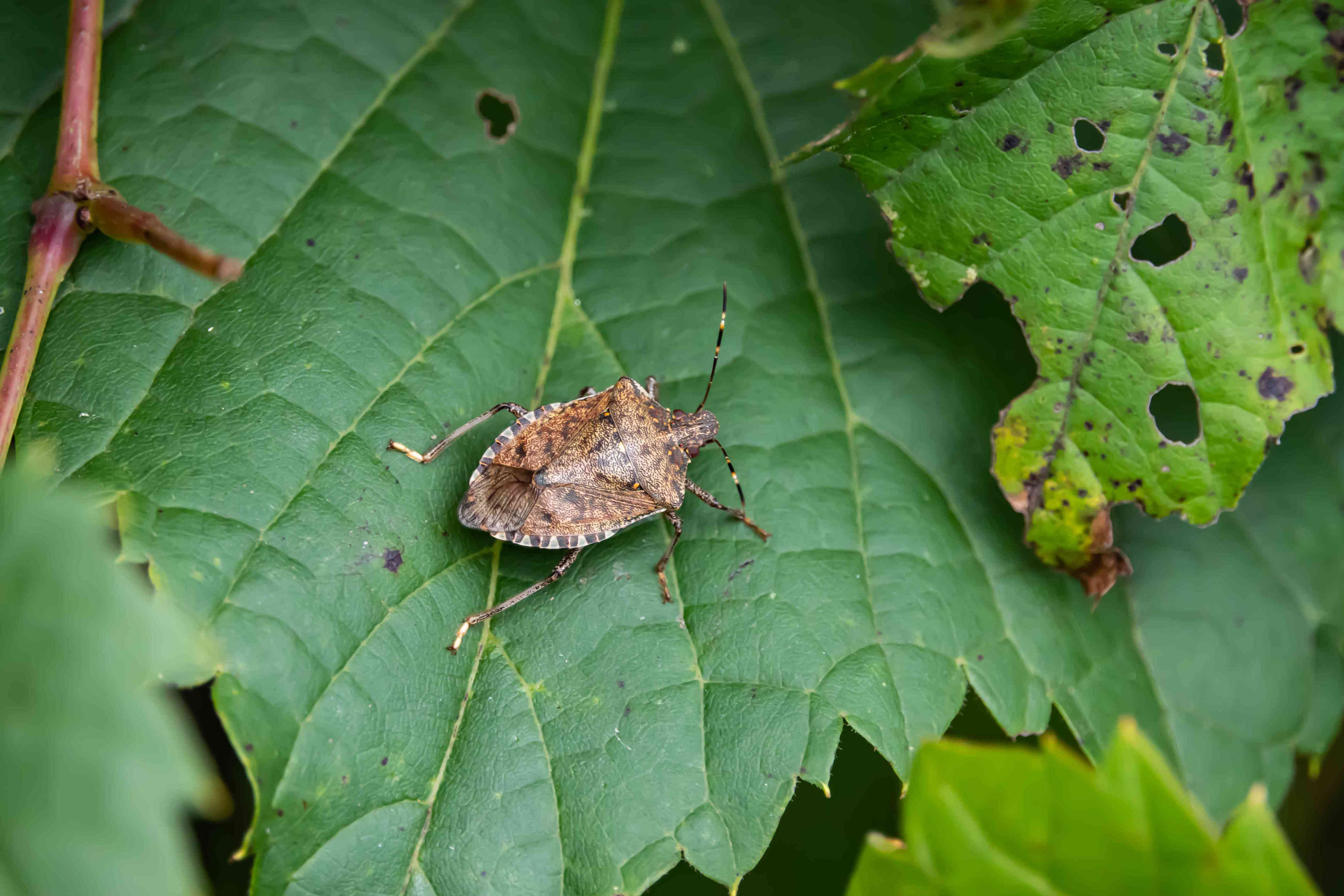 How to get rid of stink bugs in your home and garden
