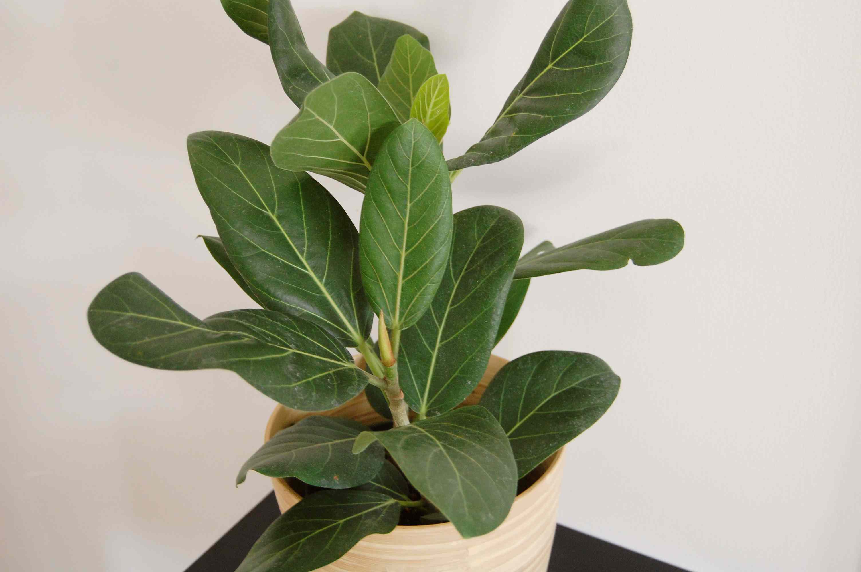 How to Grow and Care for Ficus Audrey