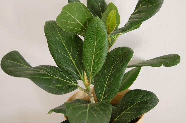 How to Grow and Care for Ficus Audrey