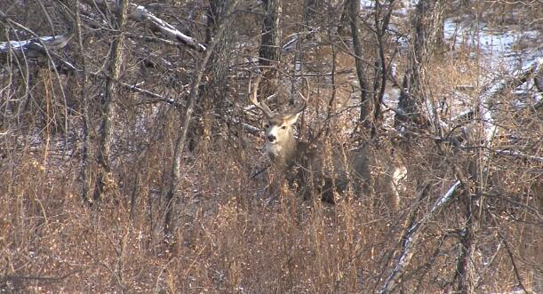 Game and Fish urges hunters to be cautious of dry conditions this season Game and Fish urges hunters to be cautious of dry conditions this season