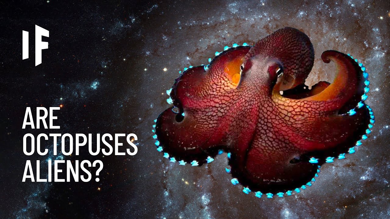 Octopuses: Are They Really Aliens?