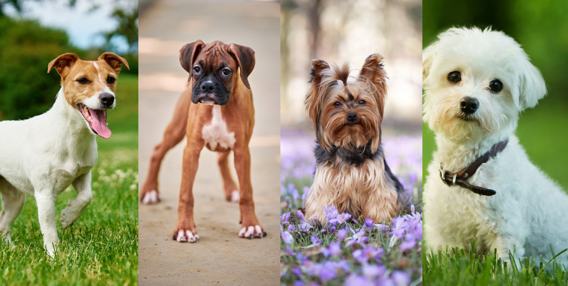 Quelles sont les races de chiens les plus populaires au monde