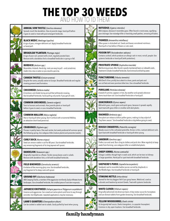 30 Types of Weeds and How to ID Them