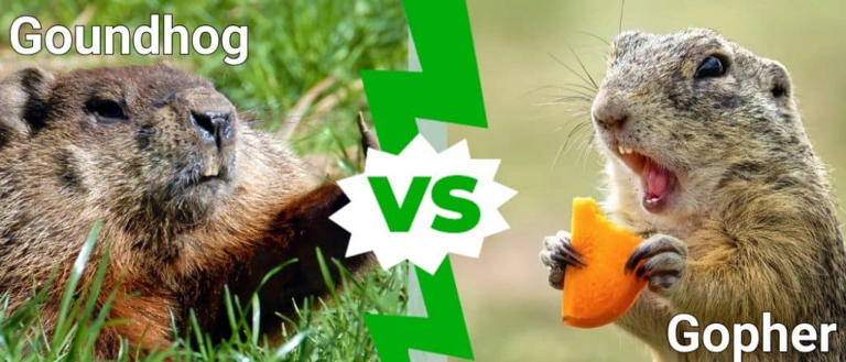 Groundhog vs Gopher: 5 Key Differences