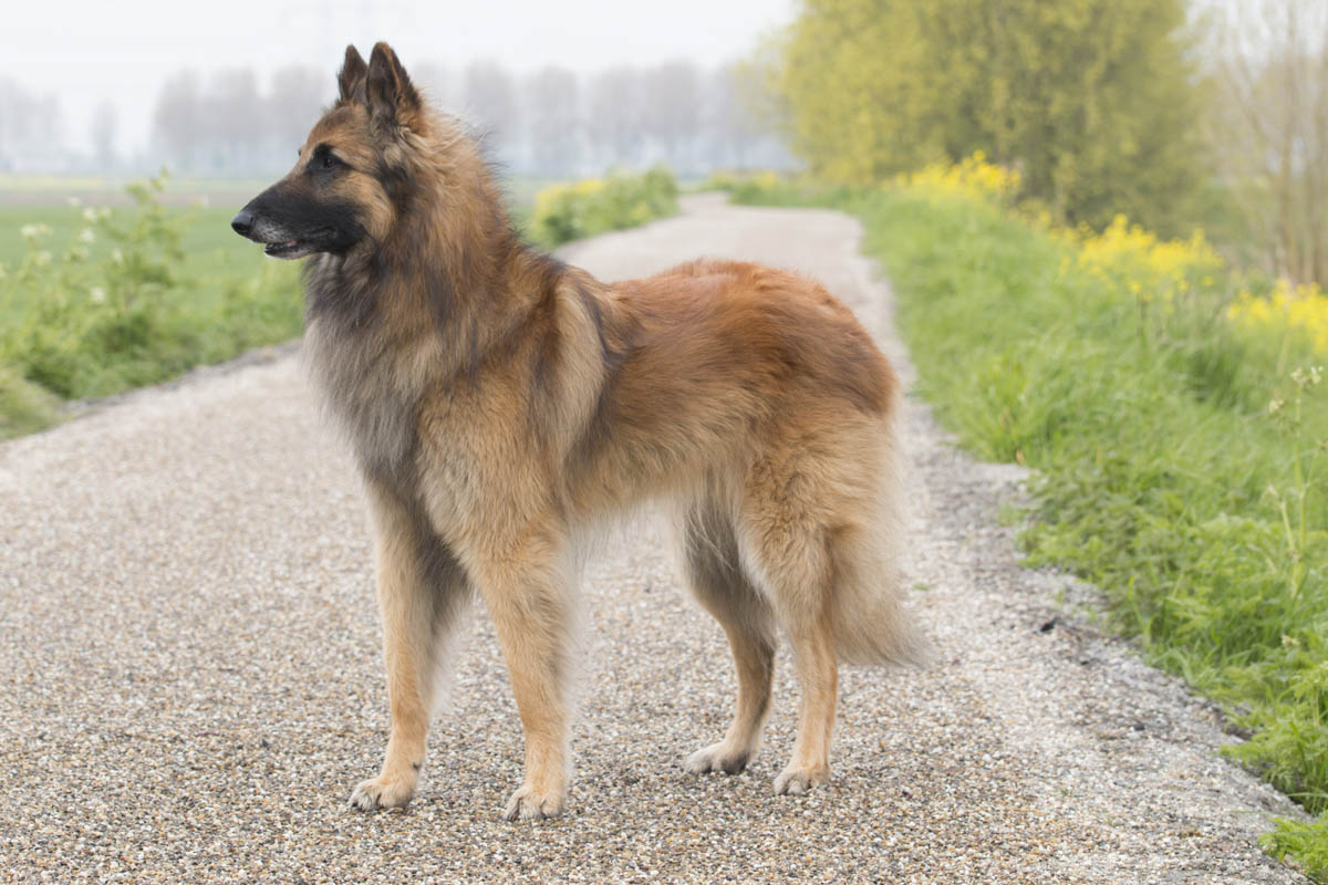 12 Lesser-Known Dog Breeds That Make Amazing Family Pets