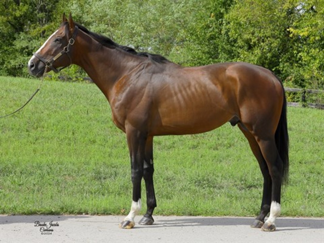 Arrogates Hercules Moves To Caines Stallion Station In Oklahoma For 2026