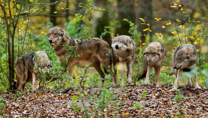 Der Wolf – ein faszinierendes Wesen