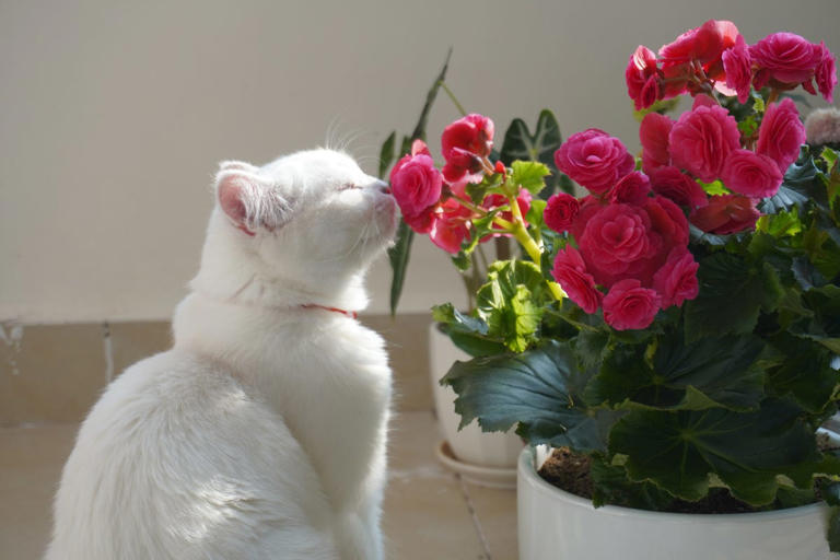 125 Unique Flower Names for the Sweetest Cats Around