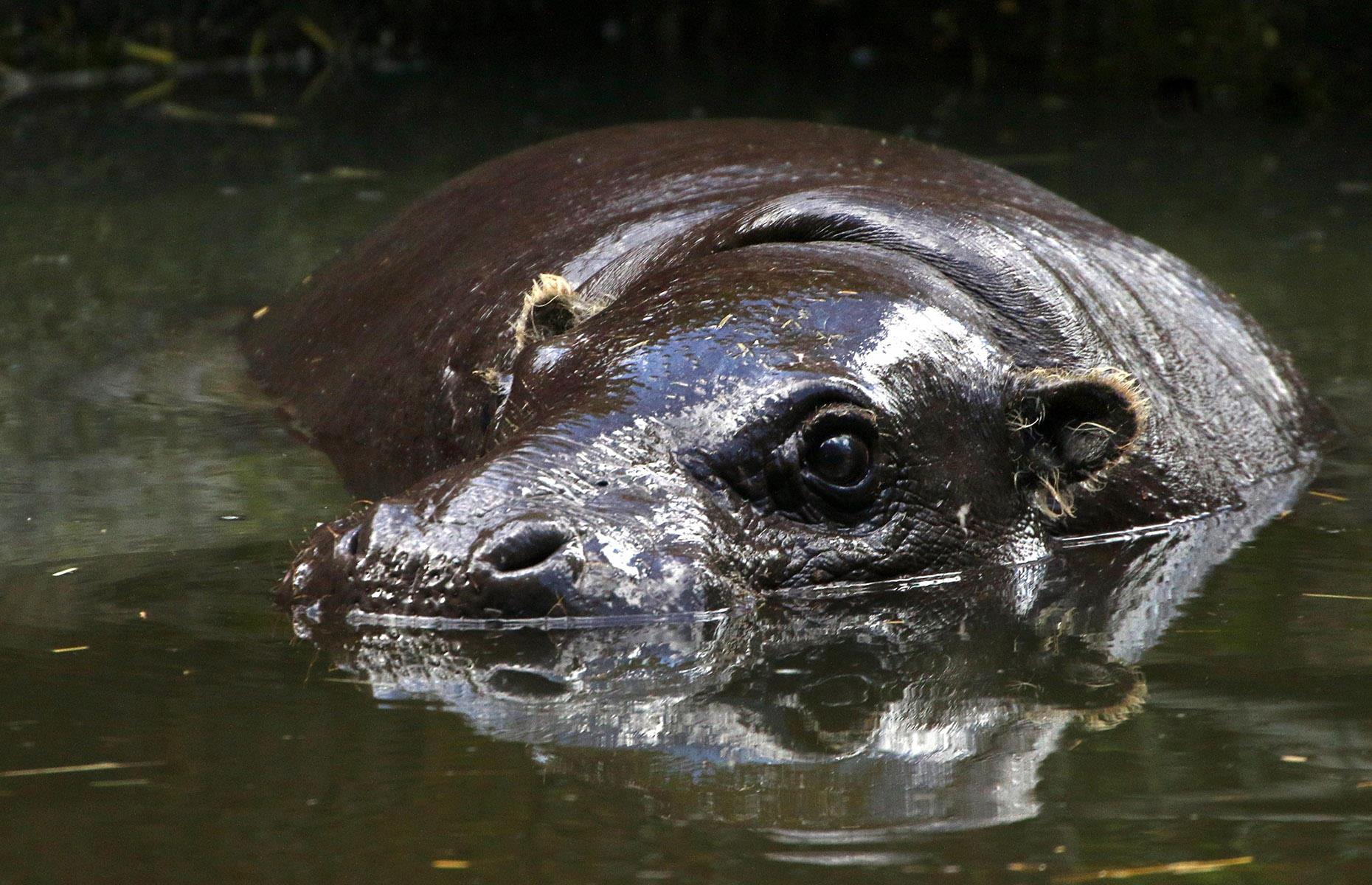 The world's absolute cutest animals, ranked