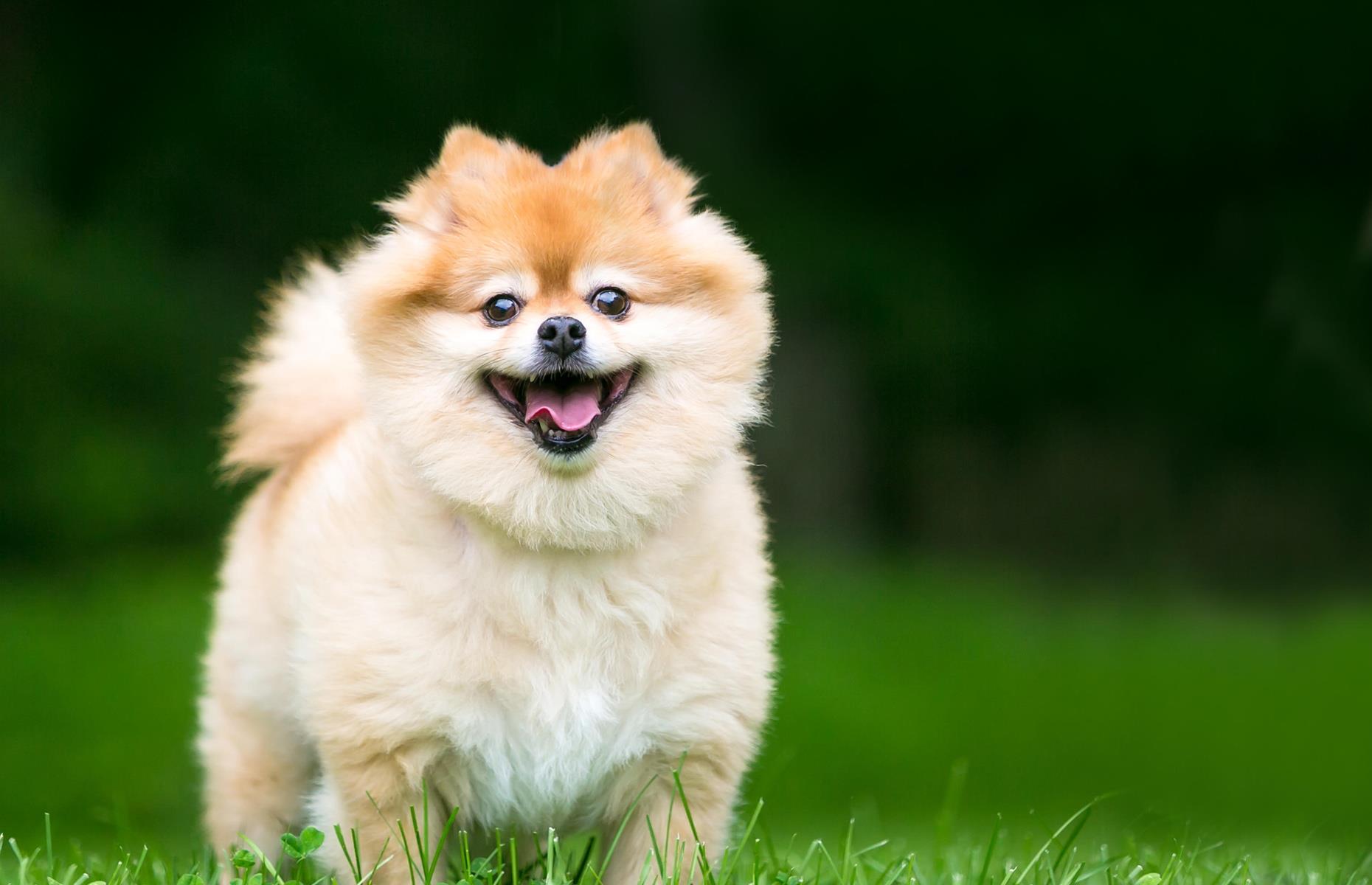The world's absolute cutest animals, ranked