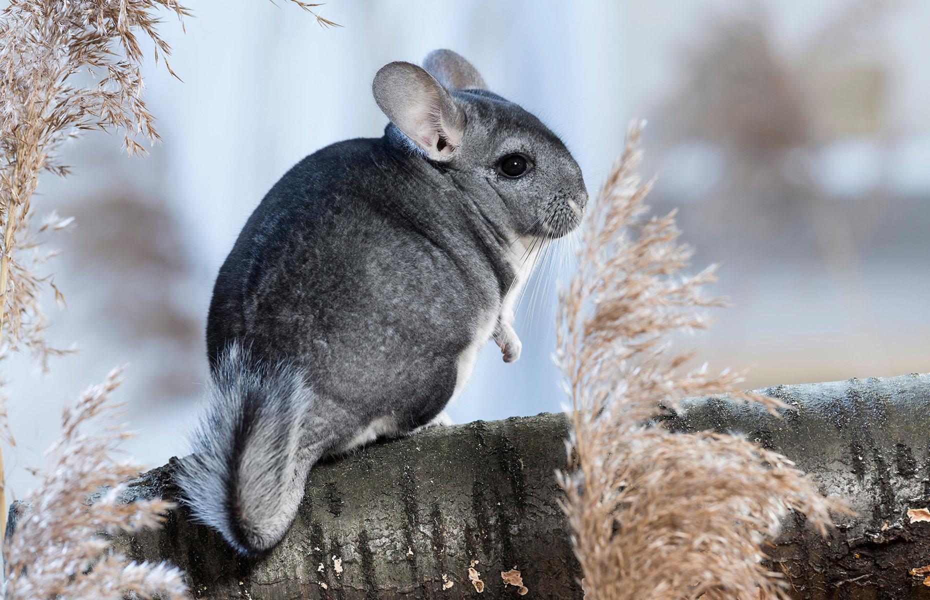 We've ranked the world's cutest animals