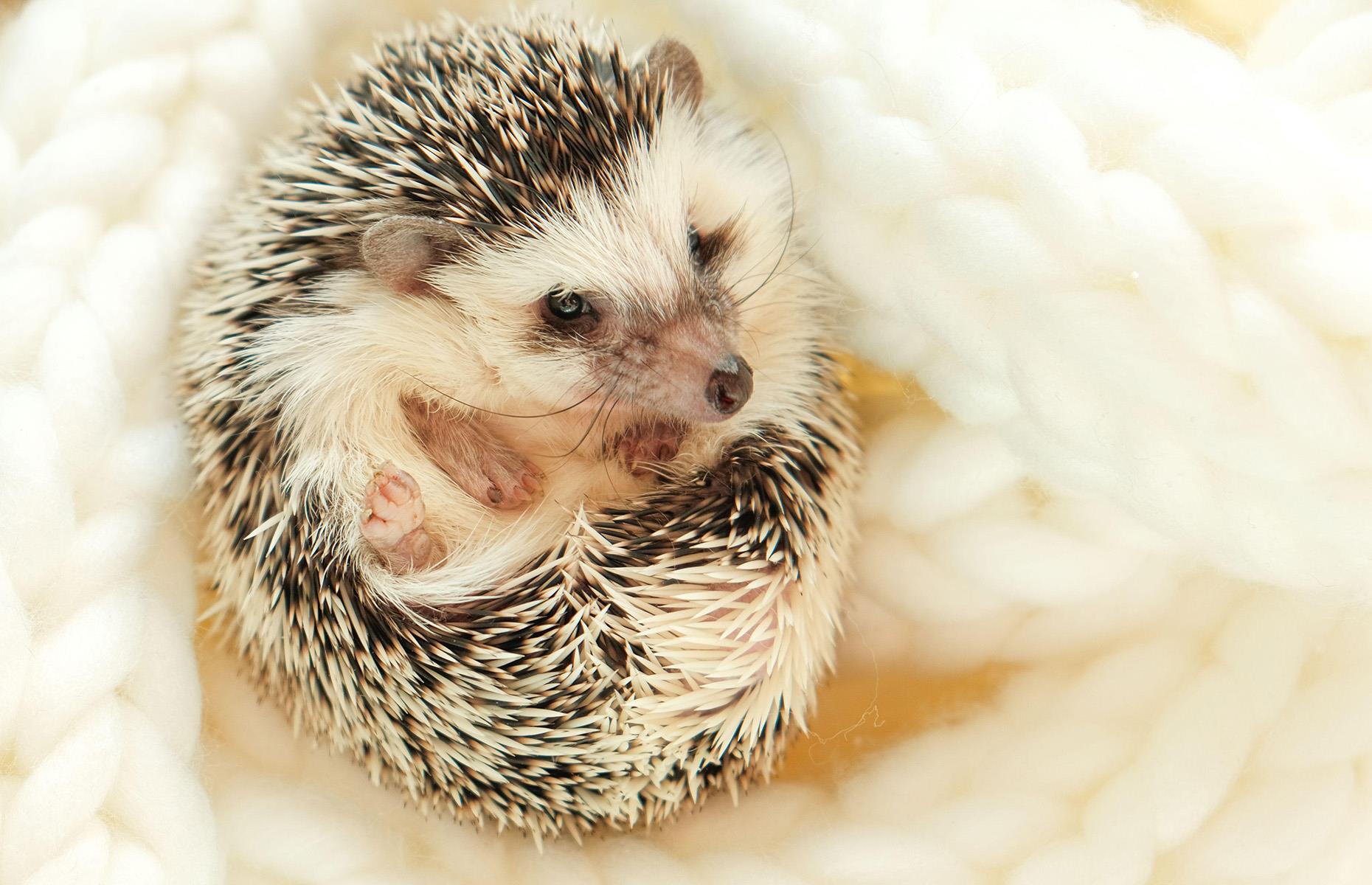 The world's cutest critters ranked to reveal the most lovable