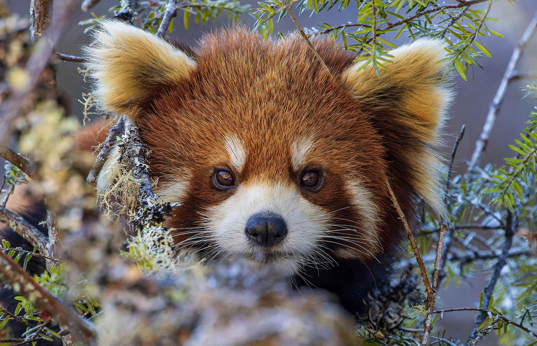 The world’s cutest animals, ranked