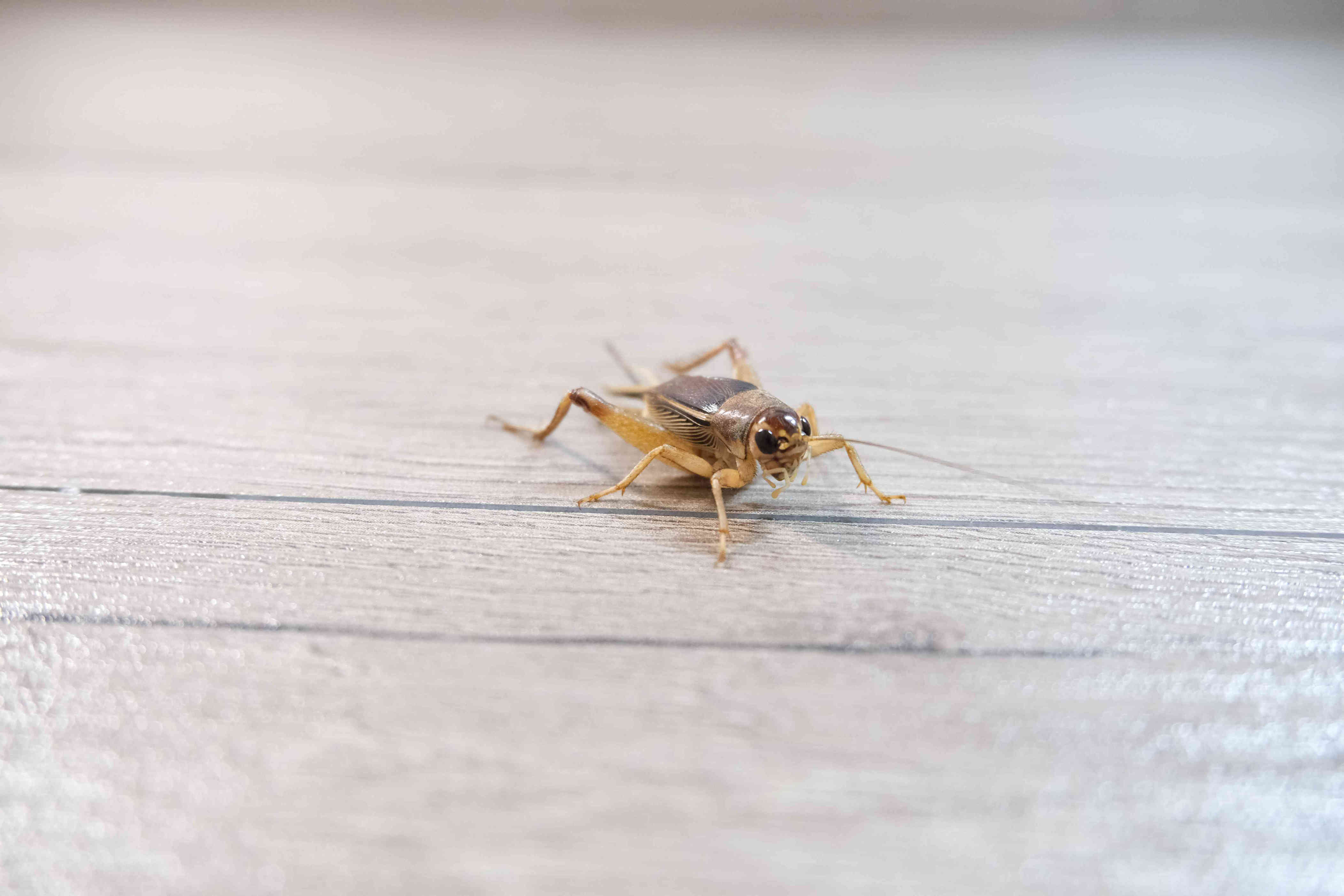 How To Get Rid Of Crickets In The House