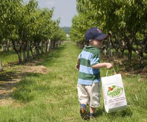 Apple Picking near Boston in 2025: Best Apple Farms and Apple Festivals ...